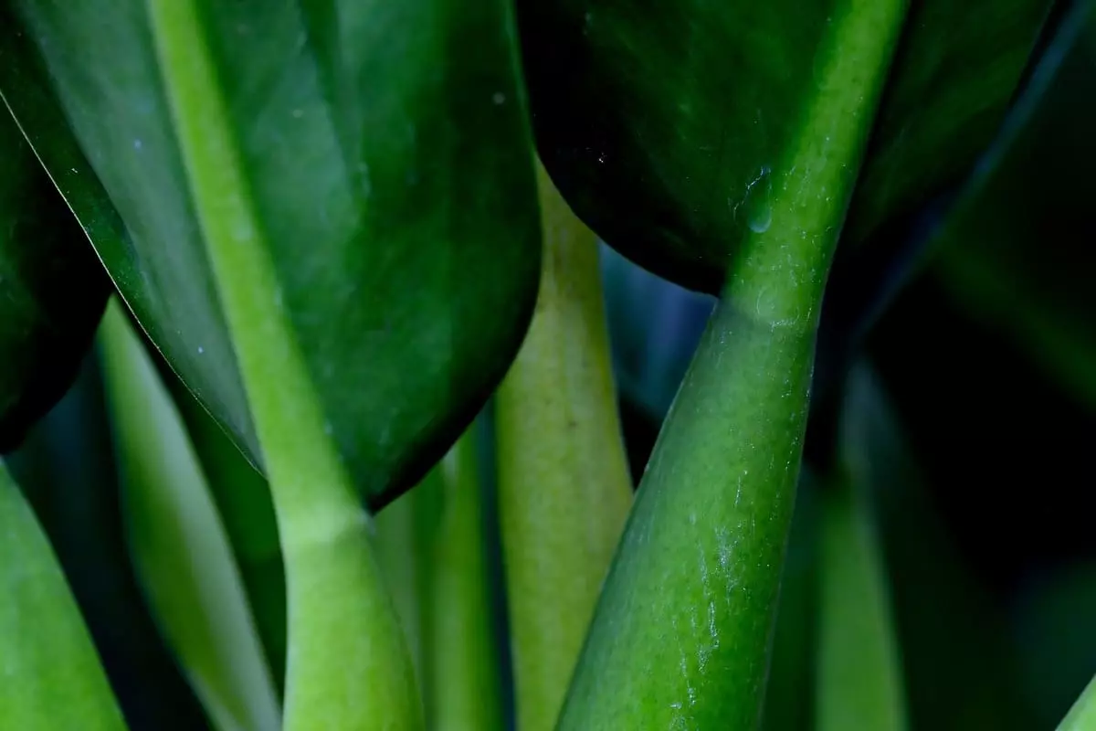 Verde exuberante: saiba como cuidar do pacová com facilidade