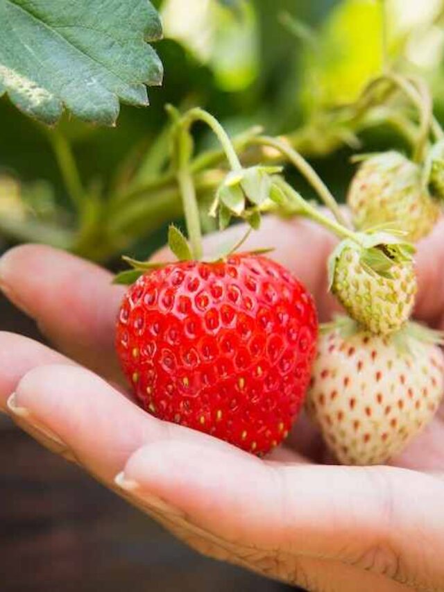 Como plantar semente de morango: conheça a nova técnica