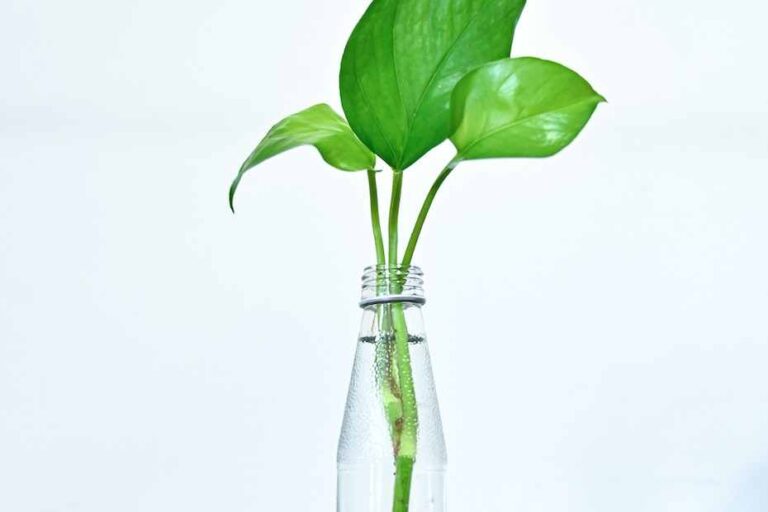 Como plantar jiboia na água