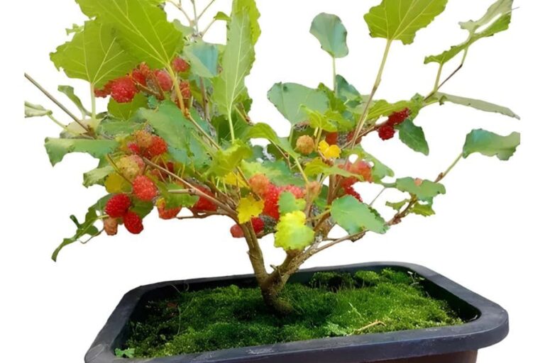Como Cuidar do Bonsai de Amora e Garantir seu Crescimento