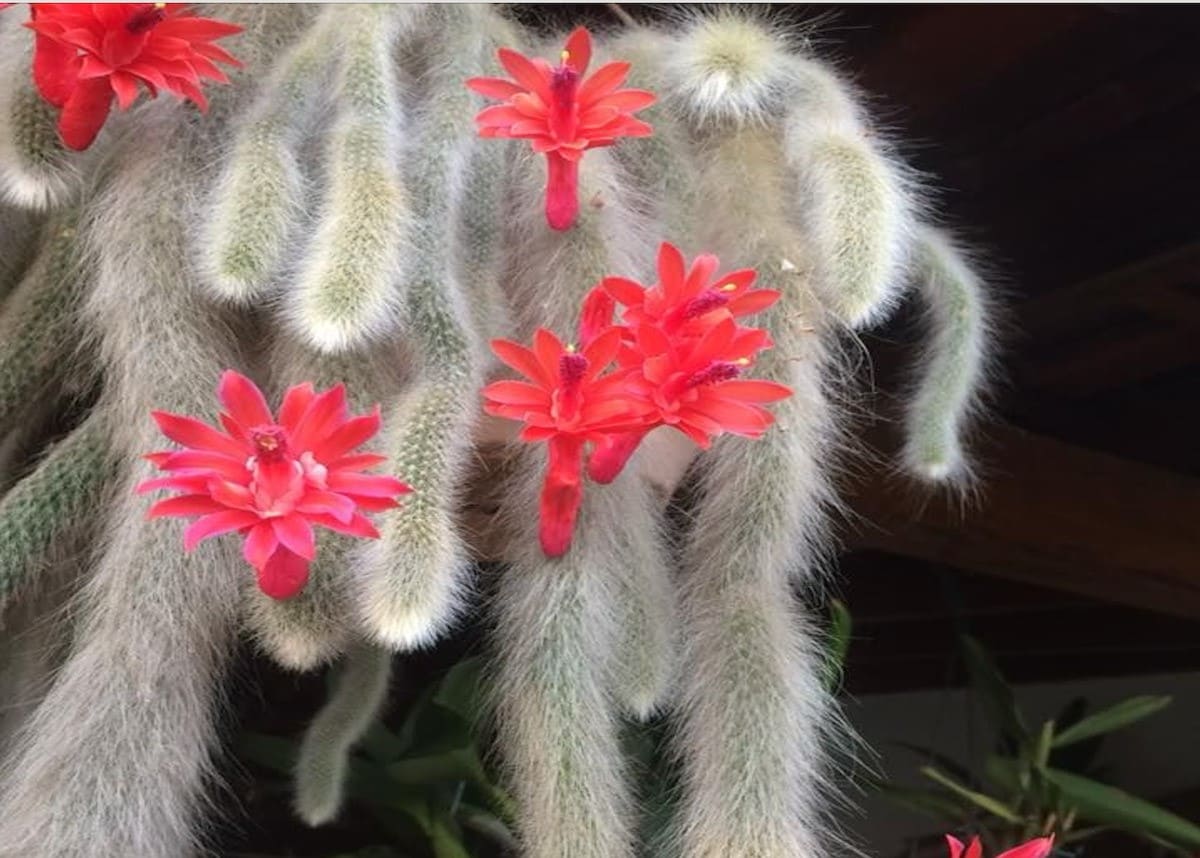 3 dicas fundamentais para fazer muda do cacto rabo-de-macaco