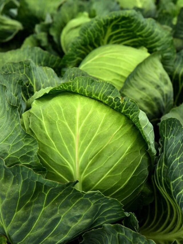 Veja Como Plantar Repolho em 60 Dias