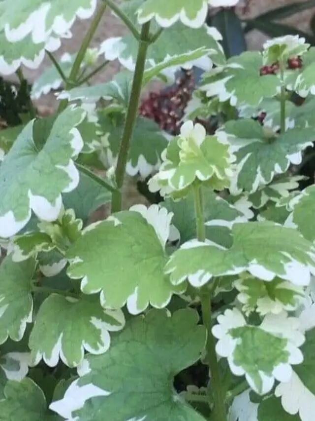 Como Regar Corretamente a Nepeta “Variegata”