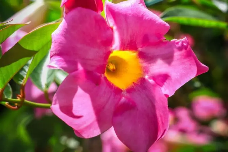 Conheça a Flor Mandevilla: A Planta Versátil Que Conquista Todos os Olhares