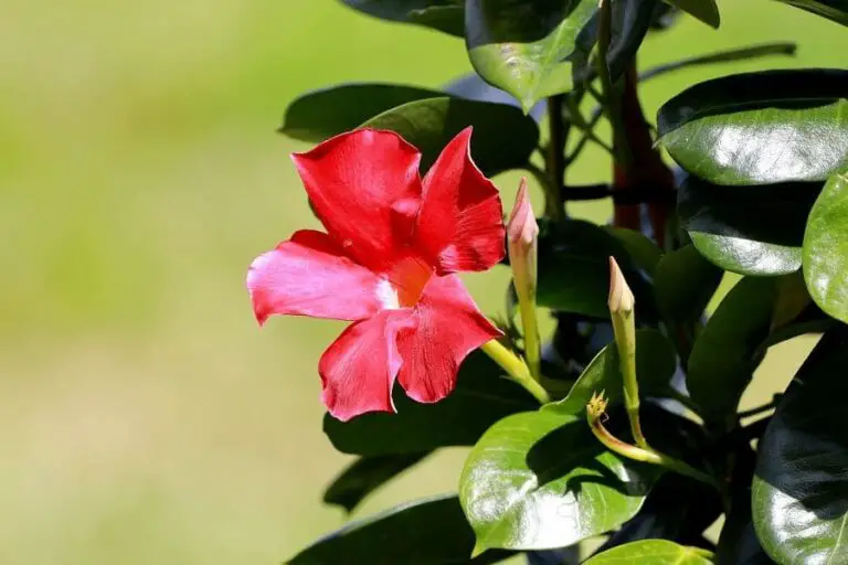 Conheça a Flor Mandevilla: A Planta Versátil Que Conquista Todos os Olhares