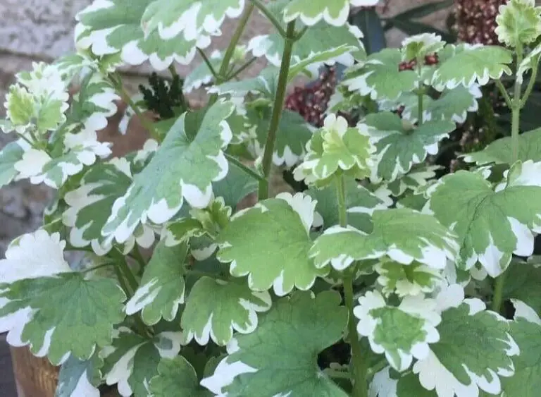 Dicas Essenciais: Como Cuidar da Nepeta Variegata no Seu Jardim