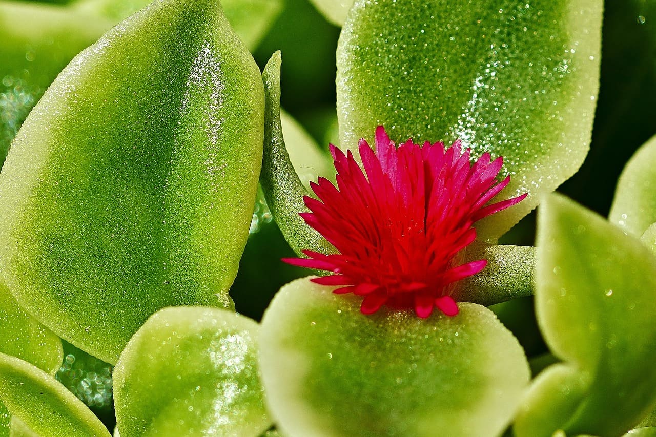 Conheça Tudo Sobre a Planta Rosinha de Sol