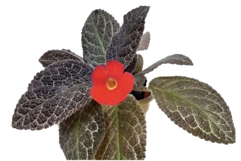Como usar a planta-tapete no paisagismo: transforme seu jardim com a ...